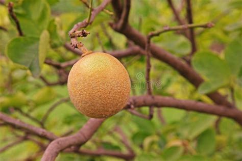Citrus Rust Mite On Lime Fruit Cause Damage Of Fruit Stock Image Image Of Cause Beauty 98086815