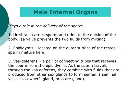 Human Sexuality Mrs Peters Nai Health Ppt Download