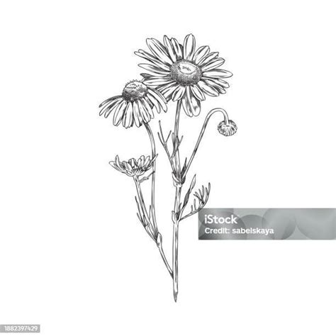야생 카모마일 벡터 손으로 그린 스케치 그림 흰색에 고립되어 있습니다 캐모마일에 대한 스톡 벡터 아트 및 기타 이미지 캐모마일 꽃 식물 스케치 Istock