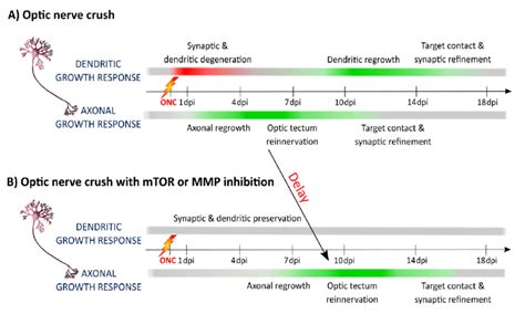 Schematic Representation Of The Rgc Axonal And Dendritic Growth