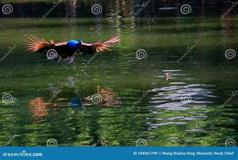Peacock Stock Image Image Of Exercising Dragonfly 104967799