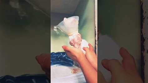 학대 당한 고양이의 손이 되어주세요 수술완료 종원이 구독부탁드립니다 Youtube