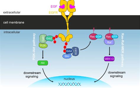 Illustration Of The Two Main Pro Oncogenic Egfr Downstream Signaling