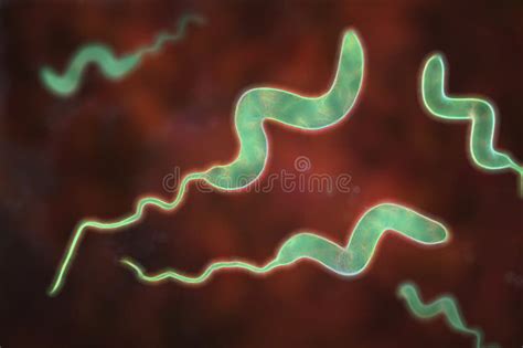 Gram Negative Spirilla