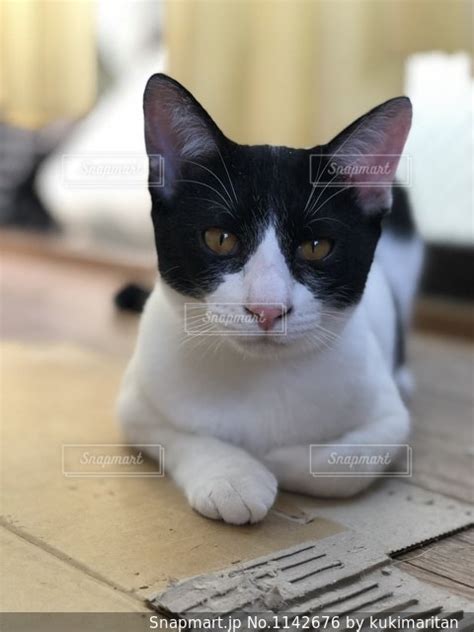 テーブルに座っている黒と白の猫の写真・画像素材[1142676] Snapmart（スナップマート）