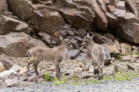Premium Photo Two Cute Alpine Ibex Young Siblings Standing On Rocks