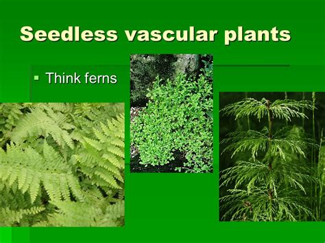 Vascular Plants Examples