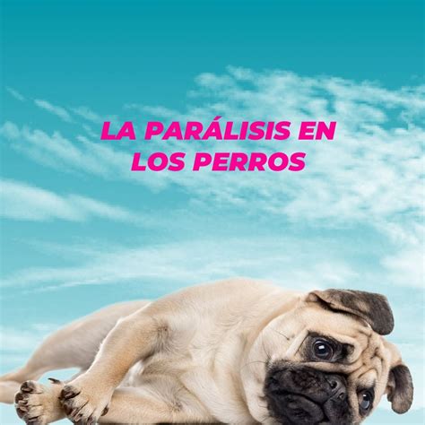 Sanacan Clínica Veterinaria 🐶🐶 ¿qué Puede Llegar A Provocar La