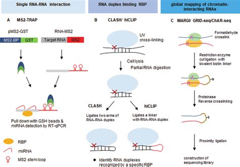 High Throughput Approaches For Studying RNA RNA Interactions A Download Scientific Diagram