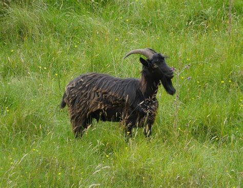 Cheviot Goat © James T M Towill Geograph Britain And Ireland