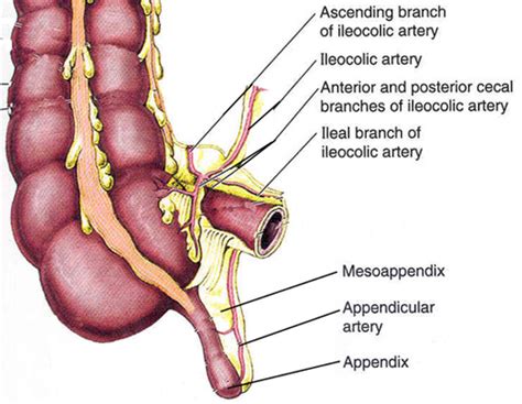 Appendicular Artery