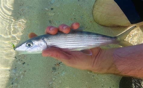 My First Bonefish Ever My Fishing Cape Cod