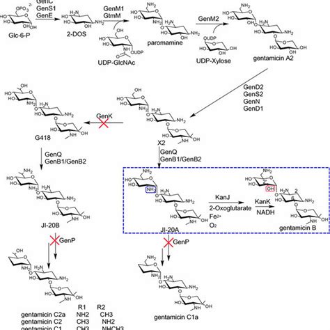 Hplc Elsd Analysis Of Gentamicin Production In Fermentations Gb Download Scientific Diagram