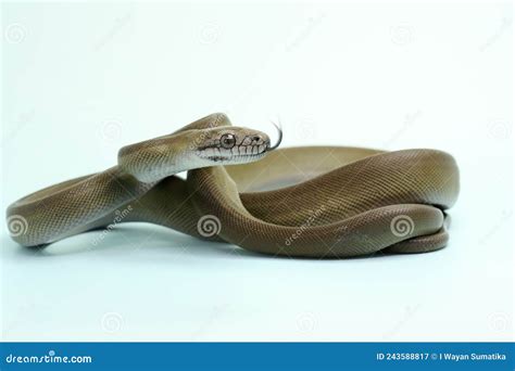 A Papuan Olive Python Is Showing Aggressive Behavior Stock Image Image Of Indonesia