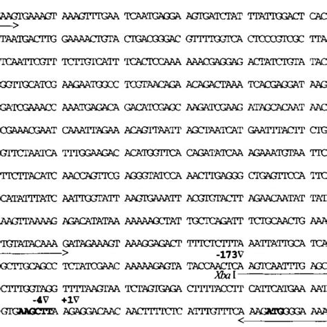 Nucleotide Sequence Of The 5∞ Non Coding Region Of The Ext 14 Gene