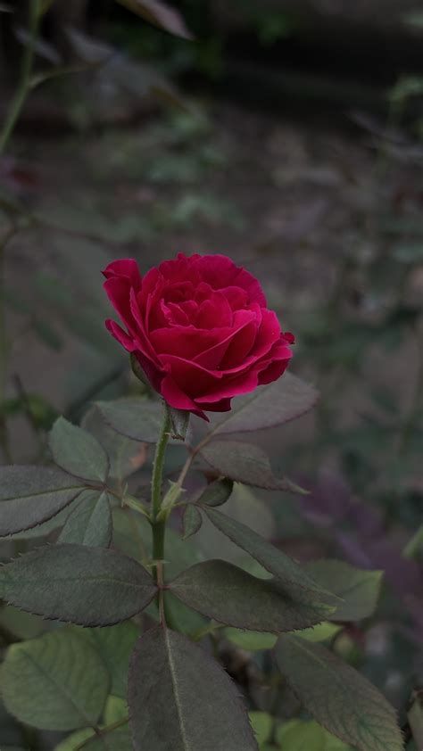 Red Rose Pictures Wallpaper Hd 4k