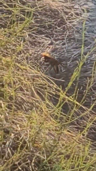 벌처럼 생긴것이 살아 있는 거미를 끌고 가서 숨어 버렸어요 Youtube