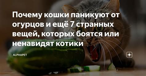 Почему кошки паникуют от огурцов и ещё 7 странных вещей, которых боятся ...