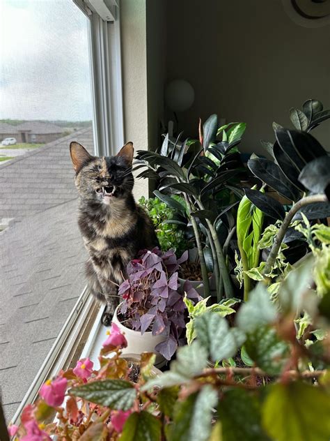 Harley Loves The Plant Window R Houseplants