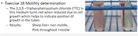 Microbio Lab Test 2 Flashcards Quizlet