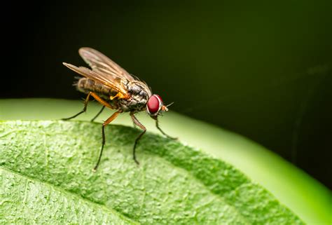 80 000 Free Cartoon Fly And Fly Images Pixabay