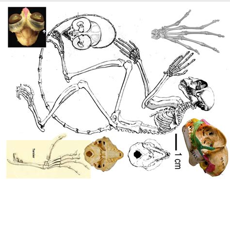 Solved This Living Primate Has The Same Intermembral Index