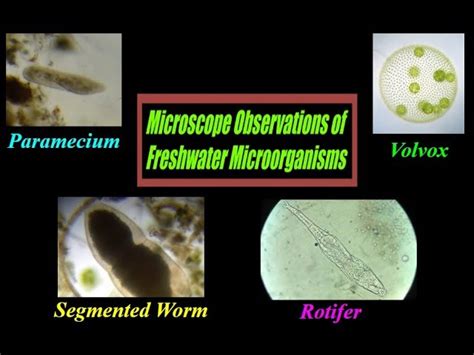 Pond Algae Under Microscope Fresh Pond Water Plankton Algae Microscope