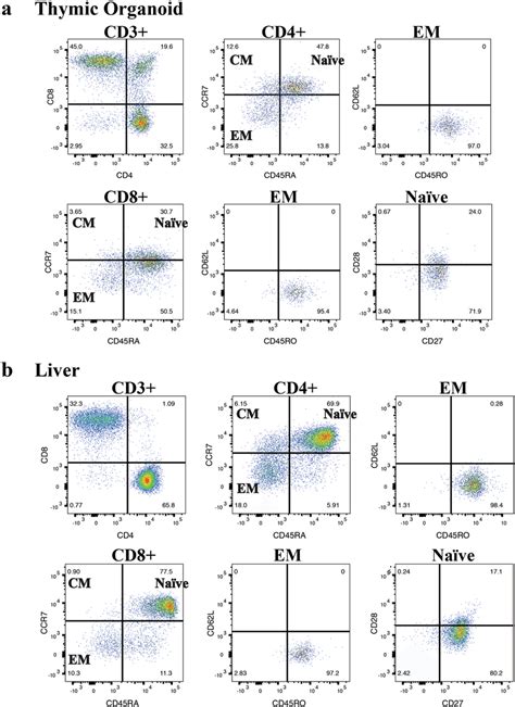 huBLT mice develop naïve central memory and effector memory T cells