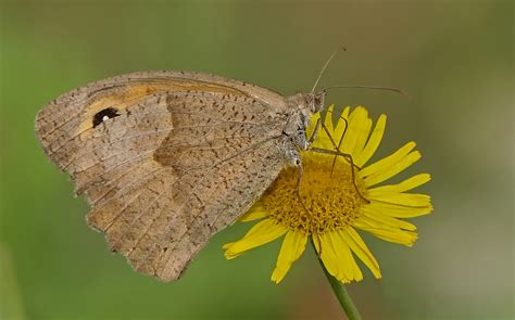 Le Myrtil Maniola Jurtina Le Jardin Des Oiseaux