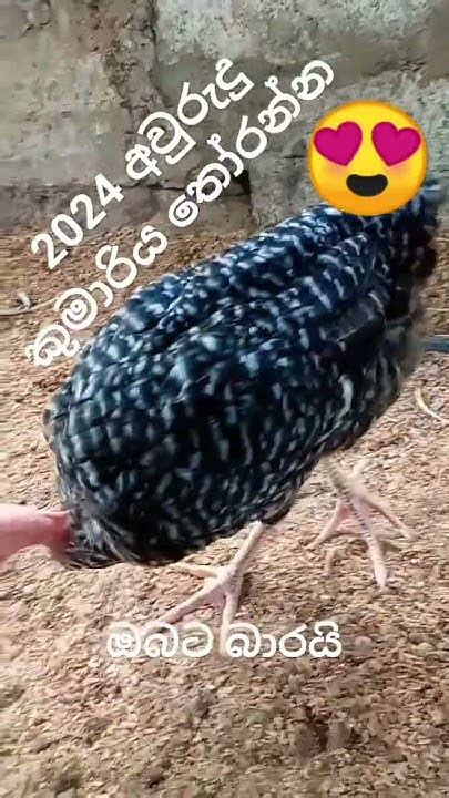 Short ඩයස්ගේ නංගිද බුදු අම්මෝ ලස්සන අවුරුදු කුමාරි Youtube