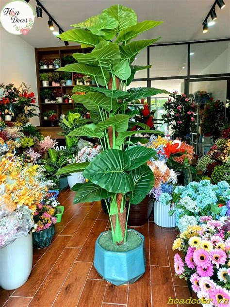 Cây Vạn Liên Thanh Thân Leo Hoa Decor