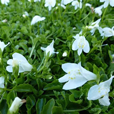 Mazus Reptans Vivace Couvre Sol De Sol Frais à Longue Floraison Blanche