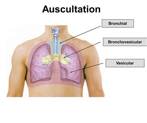 Bronchial Lung Sounds Lung Sounds Bytkck
