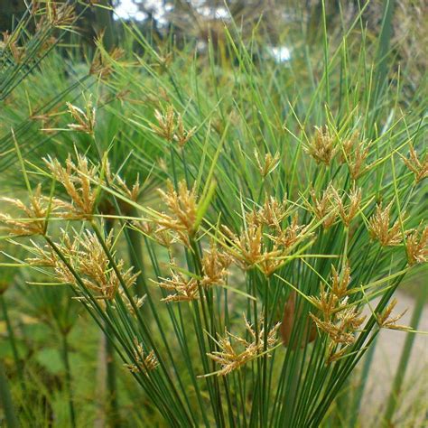 Little Prince Dwarf Papyrus Cyperus Papyrus ‘little Prince Servescape