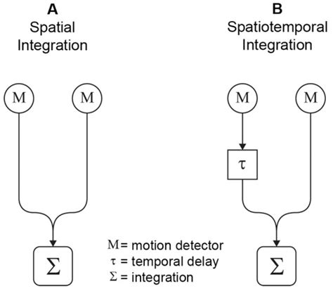 Spatial Integration A Only Includes Spatial Information From