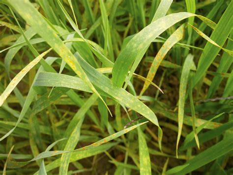 Crown Rust Comes After Oats Country Guide