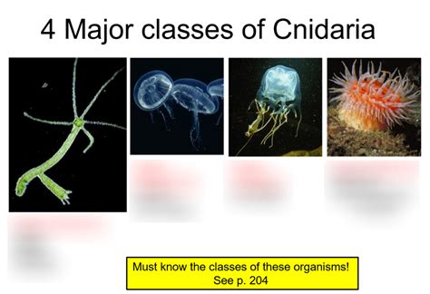 4 Major Classes Of Cnidaria Diagram Quizlet