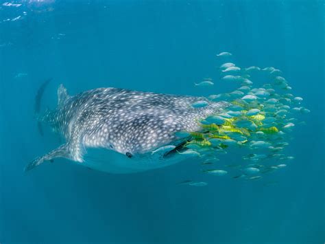 Global Whale Shark Research And Conservation Program — Marine Megafauna