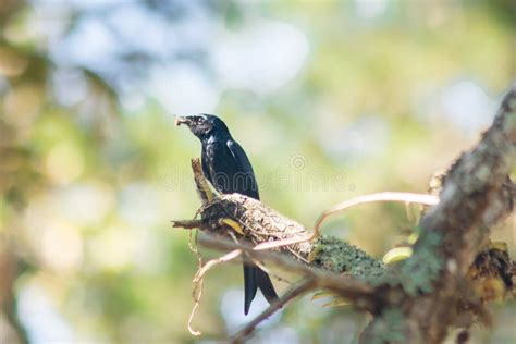 Small Tit Perching On Branch Winter Tranquility Generated By AI Stock Illustration