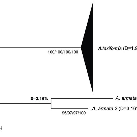 Neighbor Joining Nj Tree For The Rbcl Spacer Bootstrap Values For