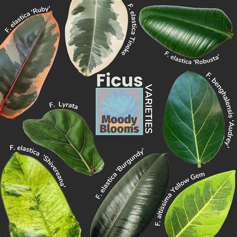 Best 12 12 Best Ficus Varieties For Indoors With Names And Pictures
