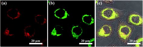 A Mitochondria Targeting Nir Fluorescent Potassium Ion Sensor Real