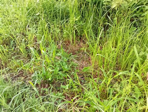 And X22wild Grass In An Empty Yardand X22 Stock Image Image Of Flower Chinese 346557499