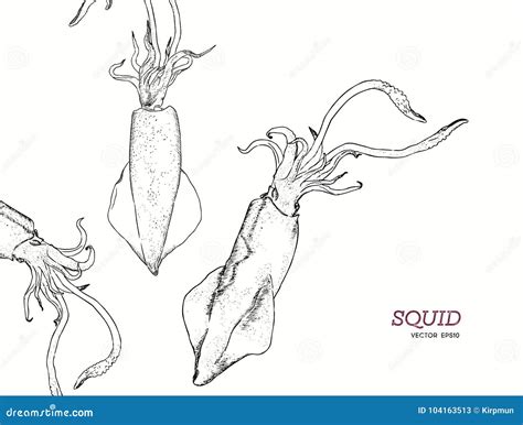 Draw The Squid Educational Game Vector CartoonDealer Com 61038748