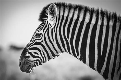 Kaoko Photographic Print For Sale