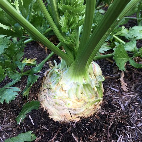 Celeriac Plant