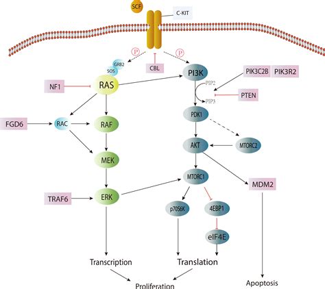 Frontiers Pathogenesis Of Central Nervous System Germ Cell Tumors