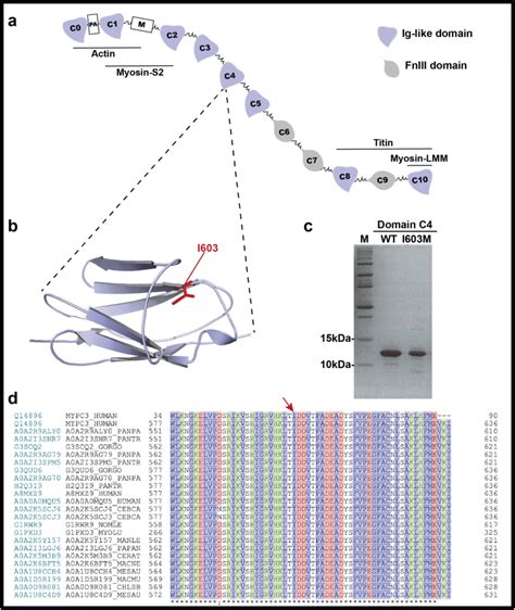 MYBPC C T G P I M Mutation At The Protein Level A Schematic Download Scientific