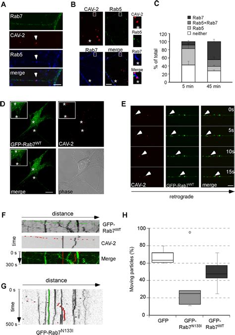 Endosomal Maturation During Internalisation And Transport Of Cav 2 A