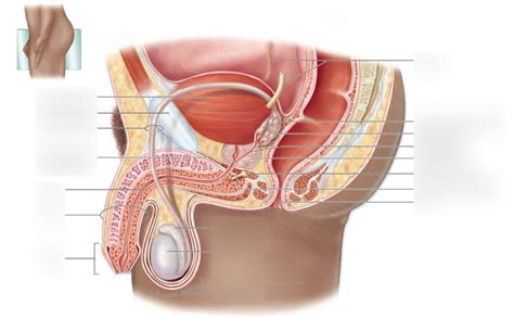 Male Repro 1 Diagram Quizlet